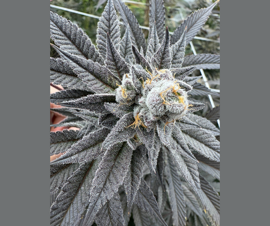 Spring River Dispensary